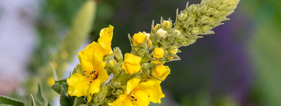 Mullein Leaf: Traditional Uses and Modern Applications– HEAL