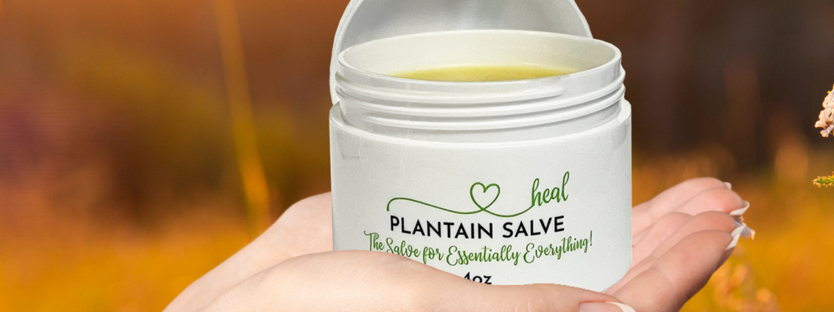 What Does Plantain Salve Do? Benefits, Uses & How to Apply– HEAL